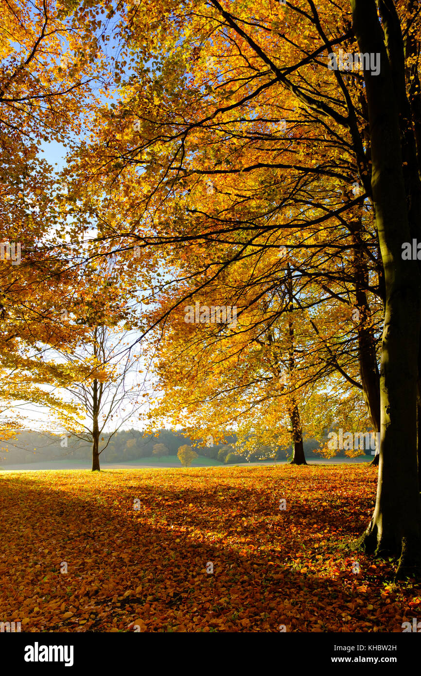 Autumn in the November Sunshine Stock Photo - Alamy