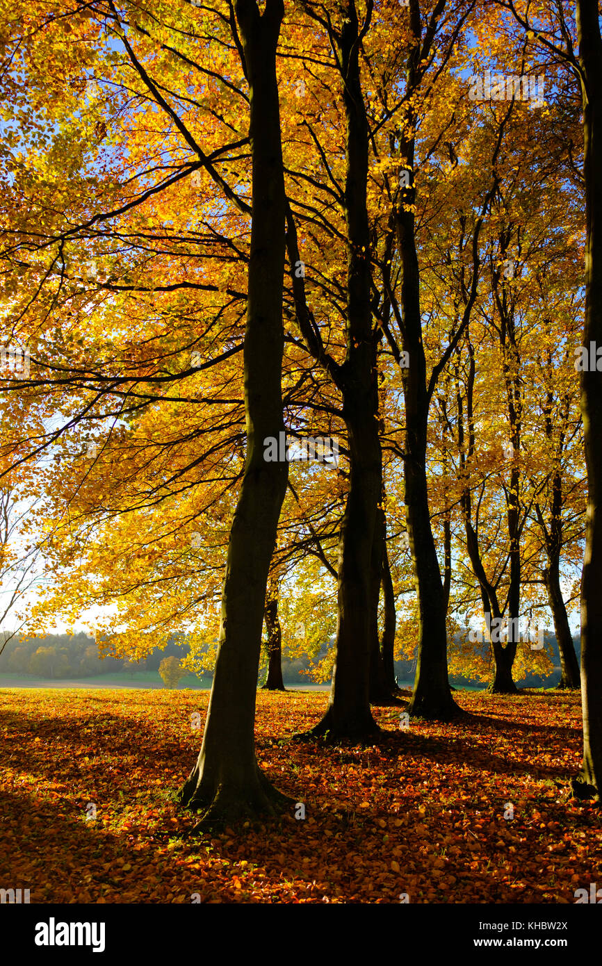 Autumn in the November Sunshine Stock Photo - Alamy