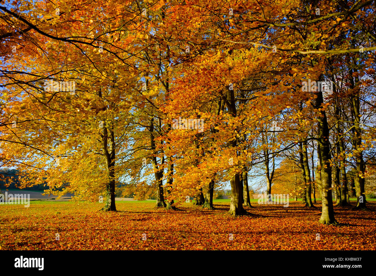 Autumn in the November Sunshine Stock Photo - Alamy