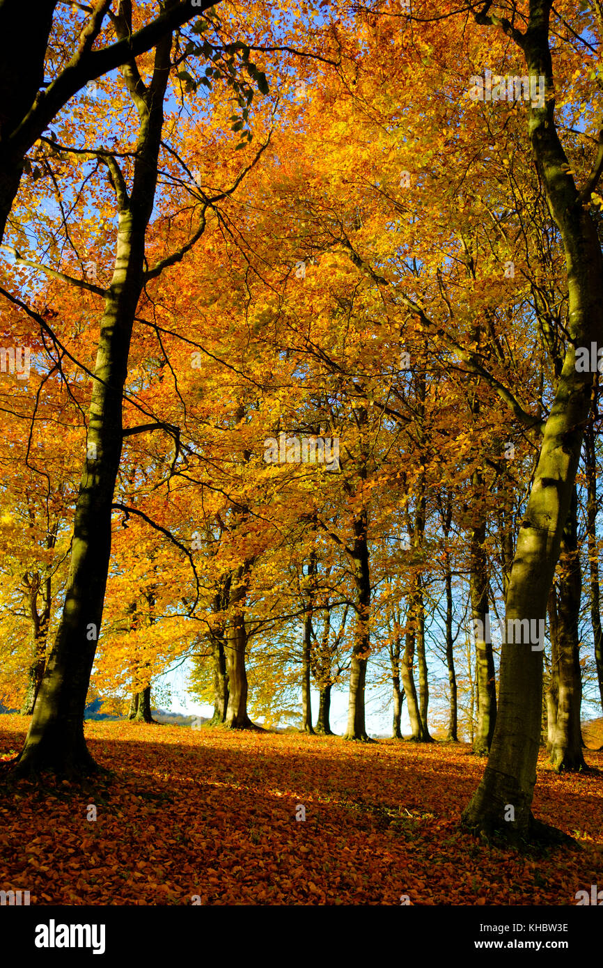 November sunshine hi-res stock photography and images - Alamy