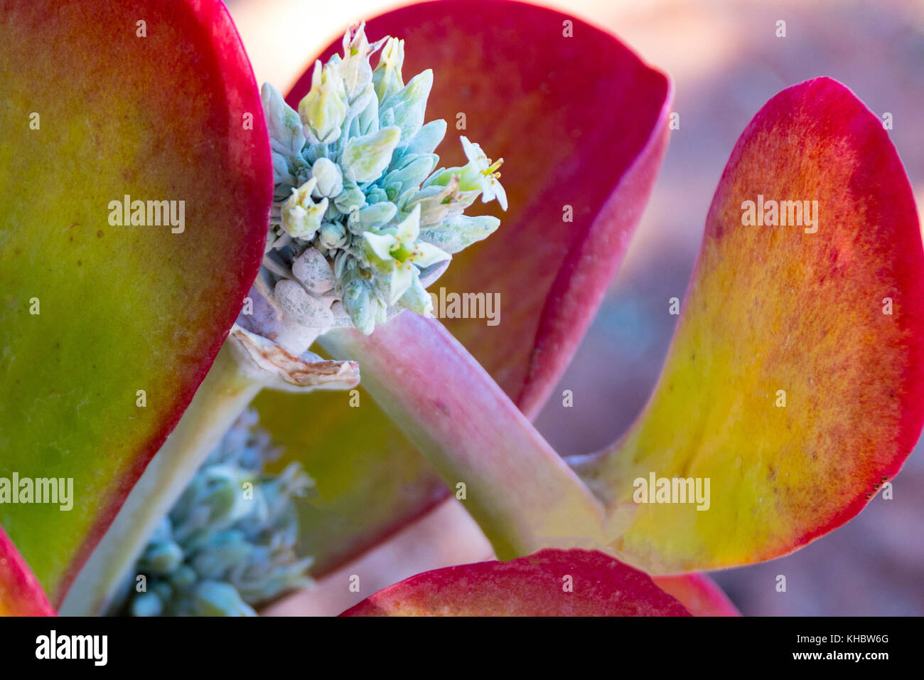 Paddle succulent, Flap jack plant, Kalanchoe Stock Photo - Alamy