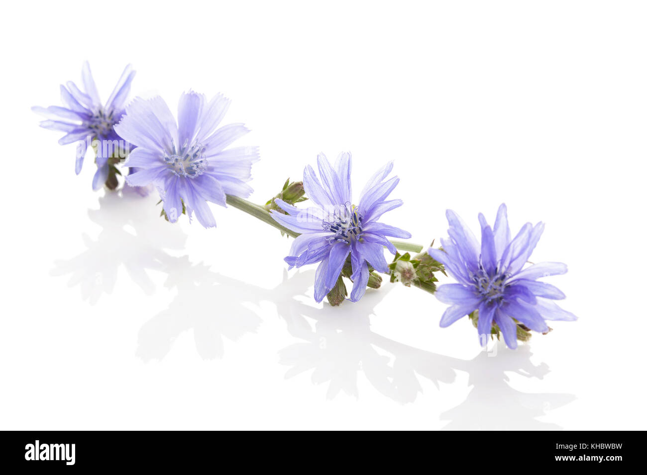 Chicory flower isolated on white background Stock Photo - Alamy