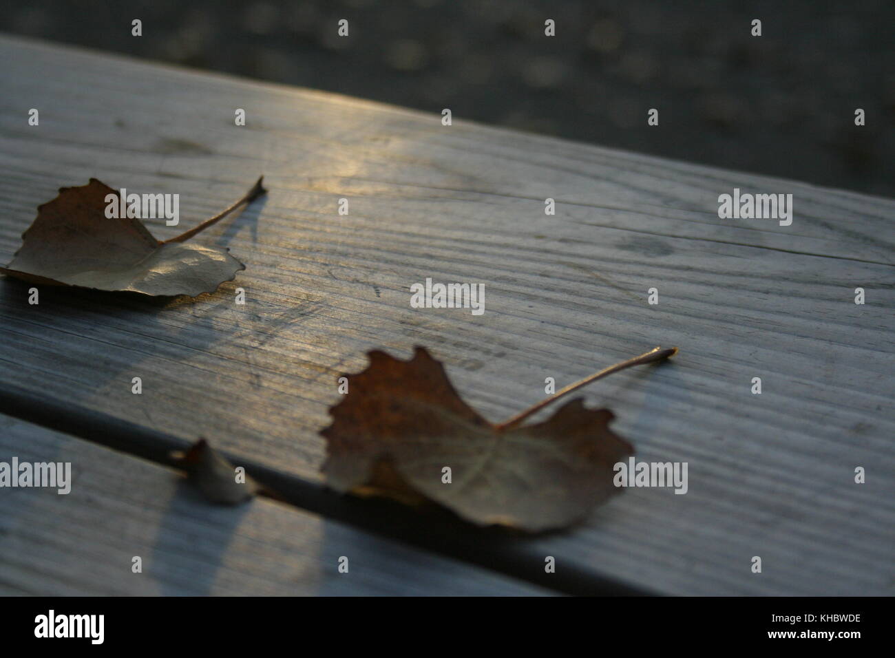 Leaves on table Stock Photo - Alamy