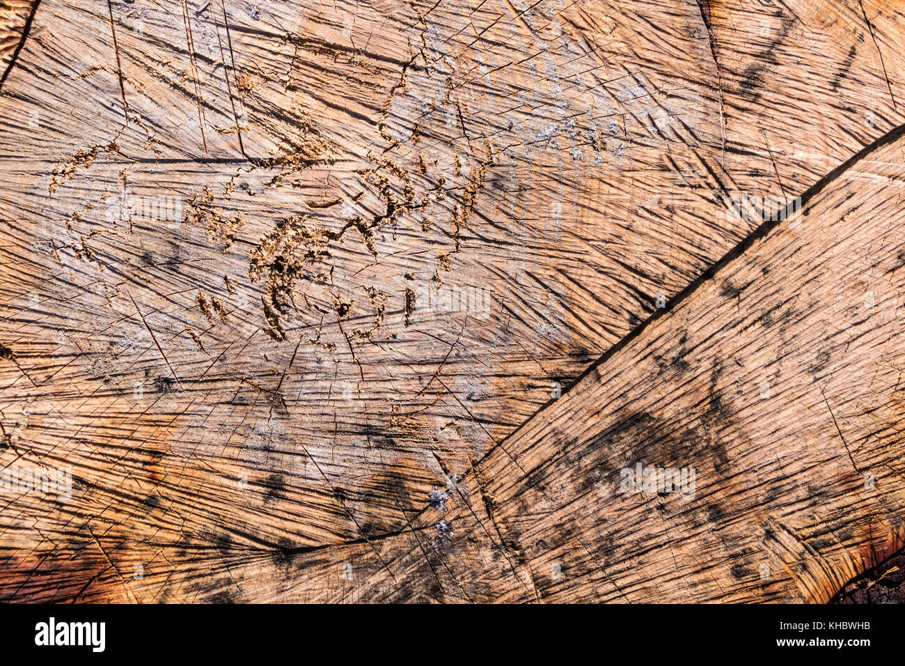 Cut tree trunk section closeup. Grungy background/texture Stock Photo ...