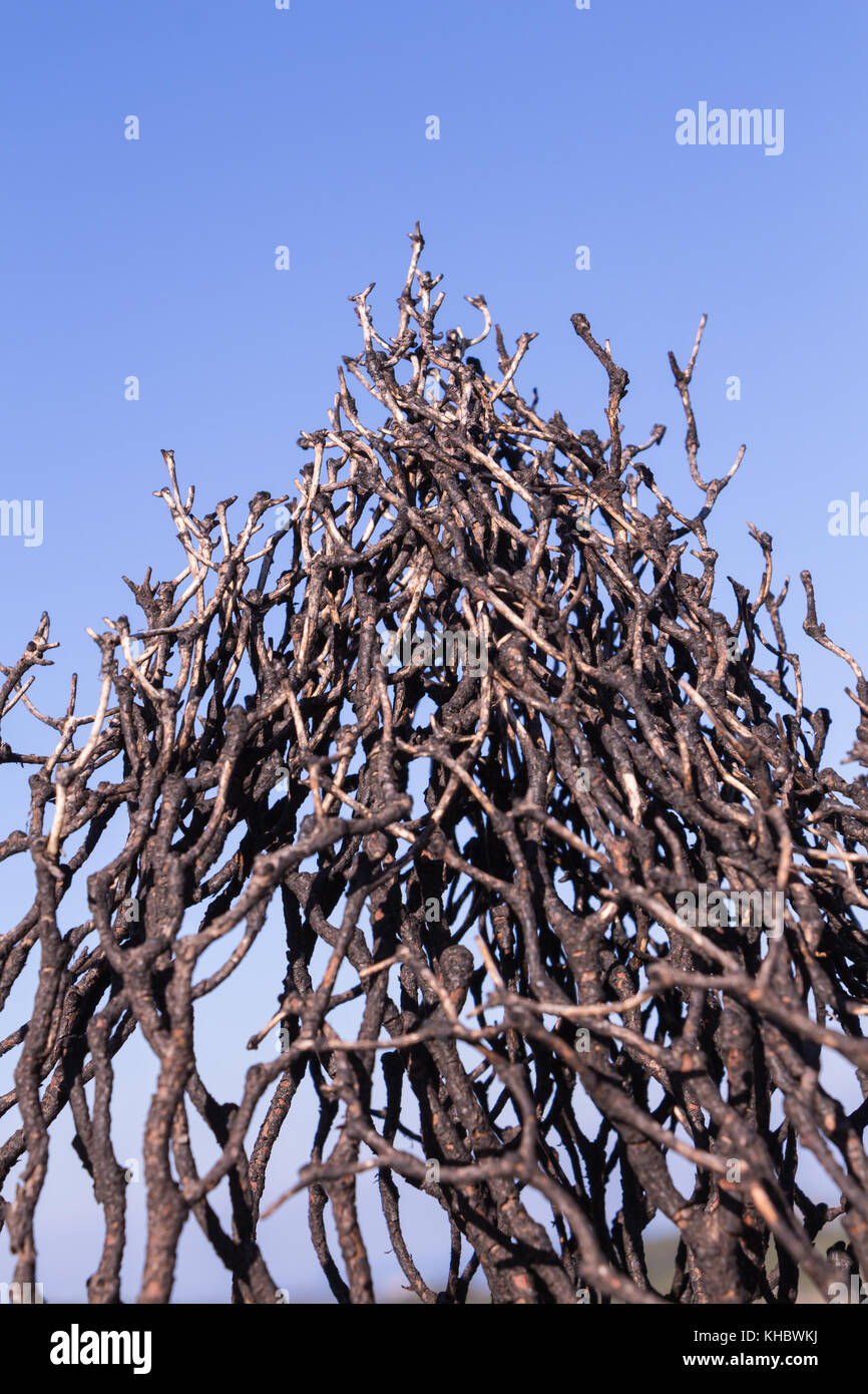 Part of burnt tree branches/trunk closeup against blue sky Stock Photo ...