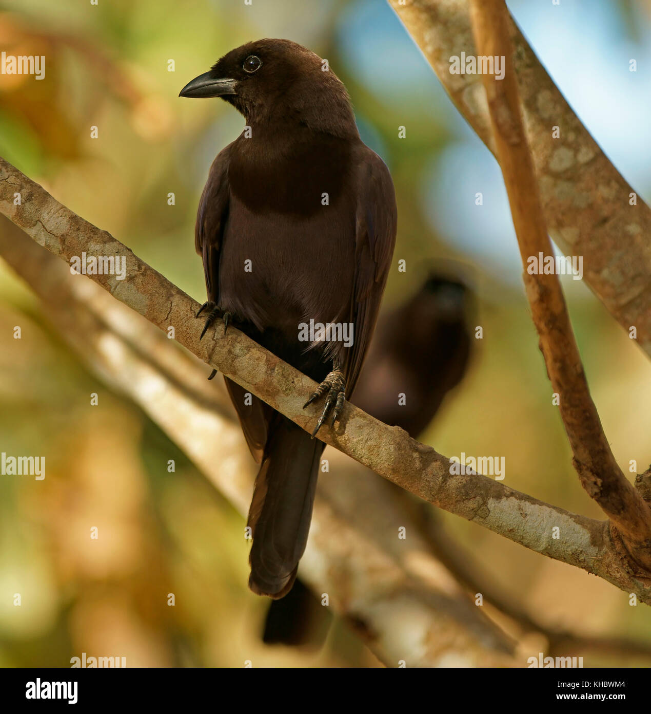 Purplish Jay (Cyanocorax cyanomelas), Pantanal, Mato Grosso, Brazil ...