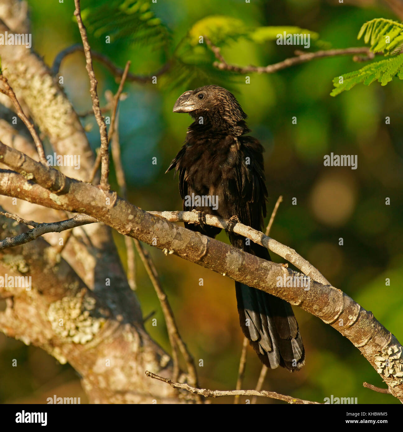 Smooth-billed anis (Crotophaga ani), Pantanal, Brazil Stock Photo - Alamy