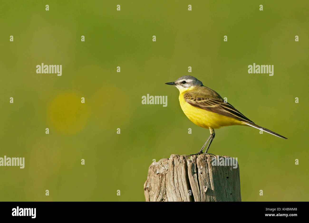 Yellow wagtail (Motacilla flava) on post, Feldberger Seen, Mecklenburg ...