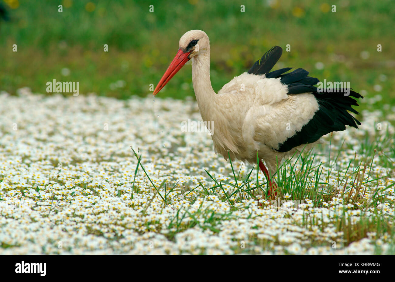Stork flower hi-res stock photography and images - Alamy
