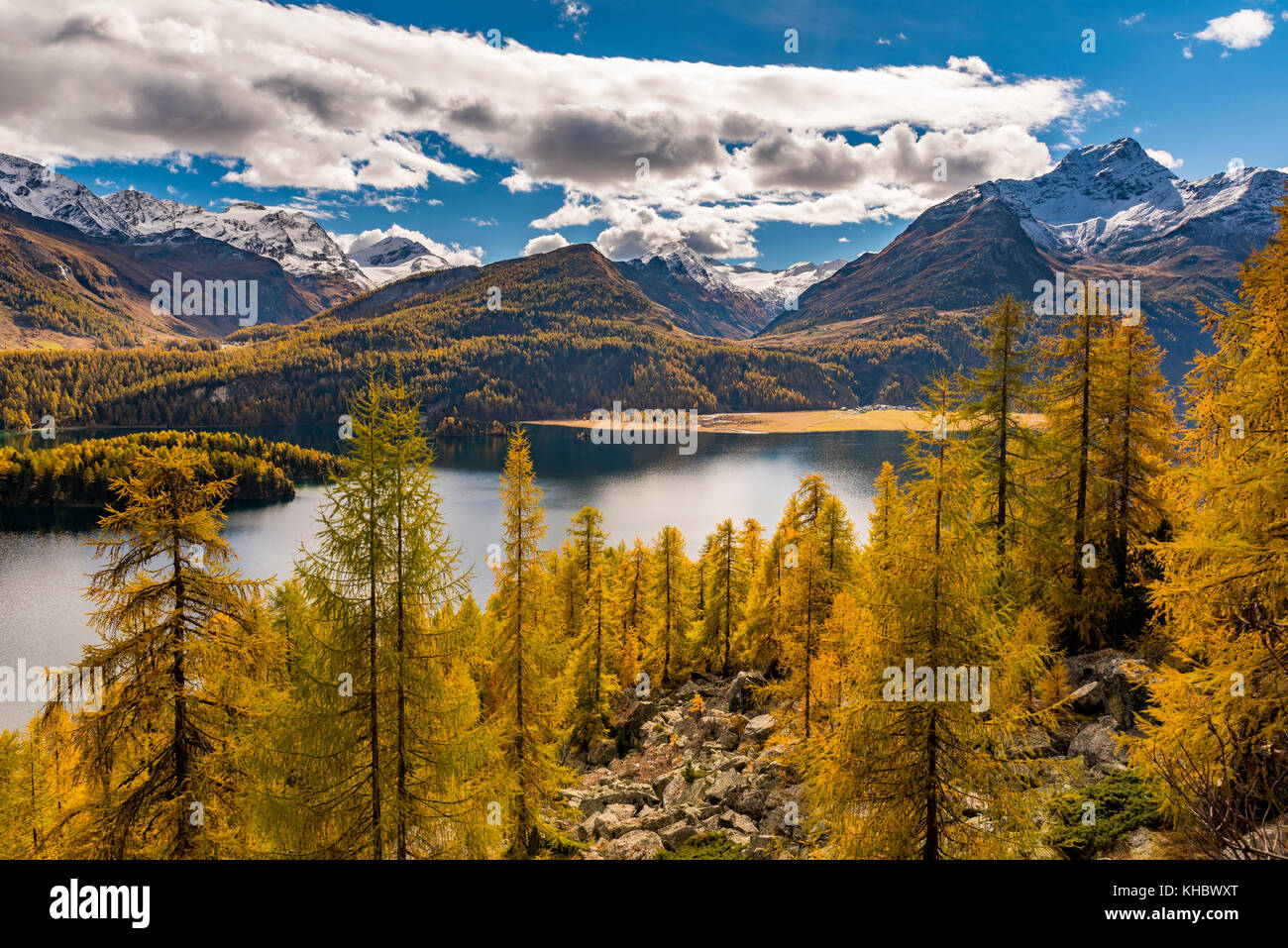 Autumnal discoloured Larches (Larix) with Silser See in front of snow ...