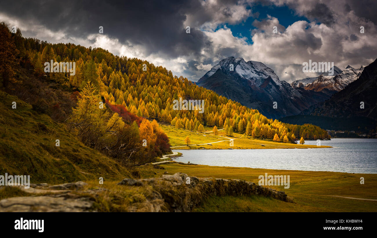 Autumnal discoloured Larches (Larix) with Silser See in front of snow ...