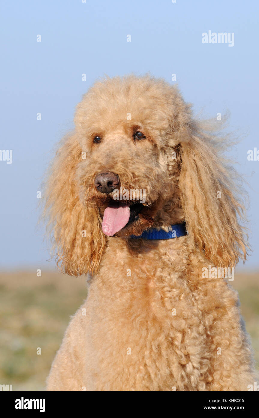Large poodle hi-res stock photography and images - Alamy