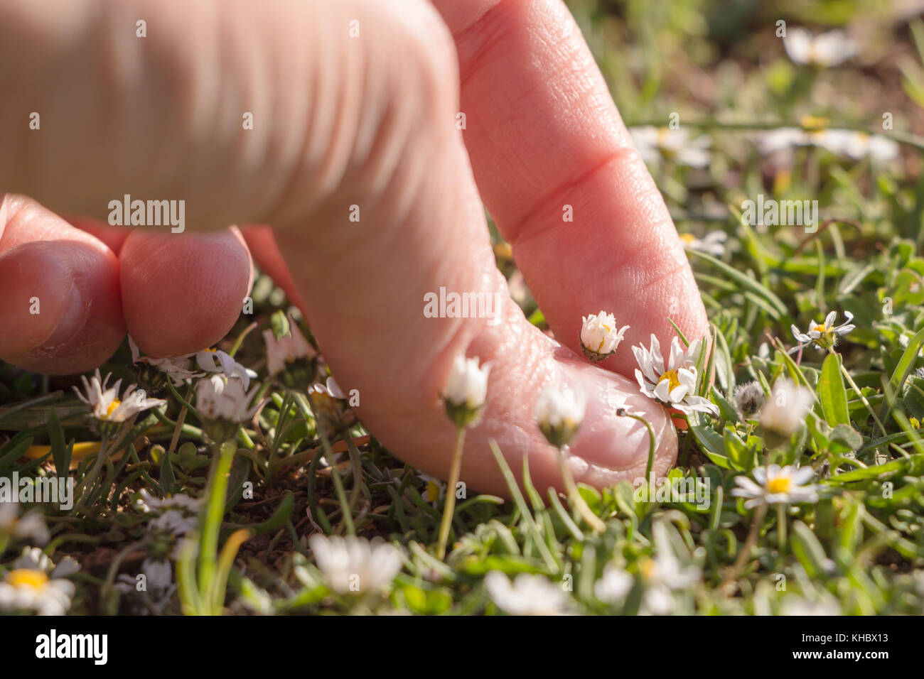 Hand picking tiny white yellow daisies on green field Stock Photo - Alamy