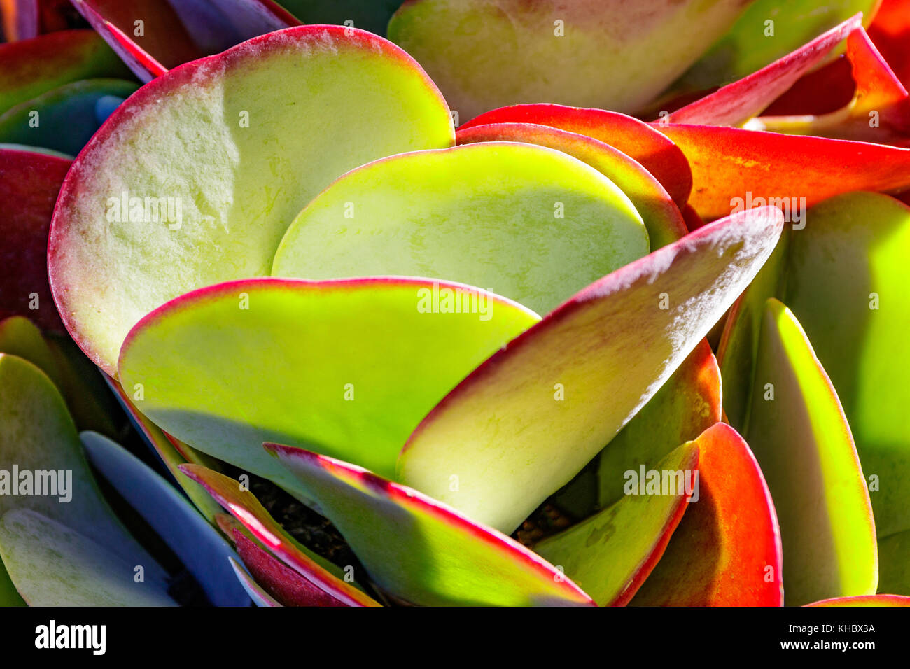 Flap jack plant hi-res stock photography and images - Alamy