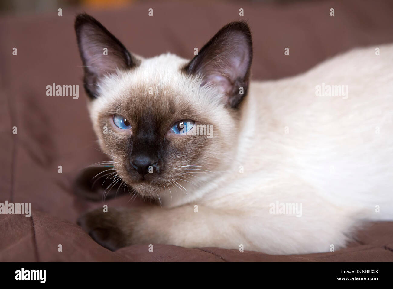Young cat, kitten of Siam oriental breed, bobtail Mekong Stock Photo ...