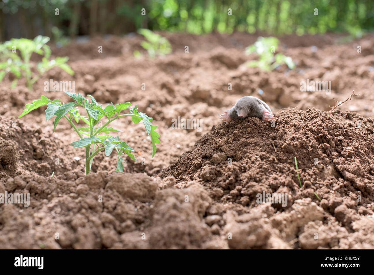 Mole plant hi-res stock photography and images - Alamy