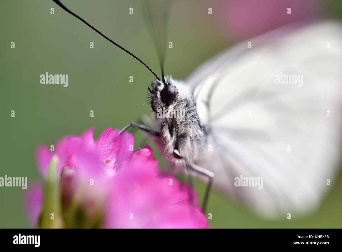 Beautiful butterflies up close hi-res stock photography and images - Alamy
