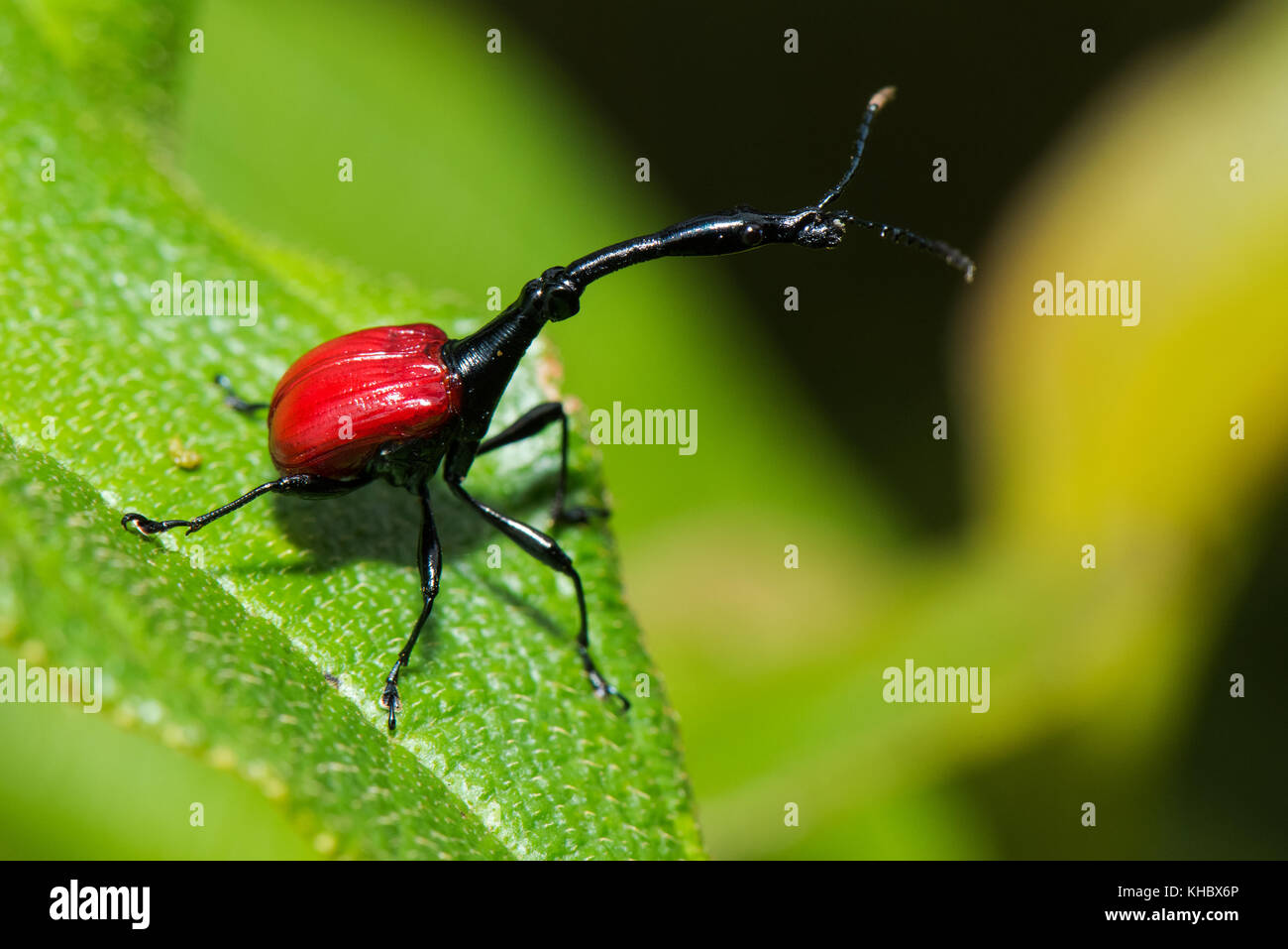 Giraffe weevils (Trachelophorus giraffa), Ranomafana National Park ...