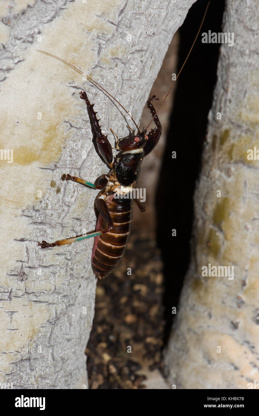 Tiger cricket (Colossopus grandidieri), Reniala Reserve, Ifaty ...