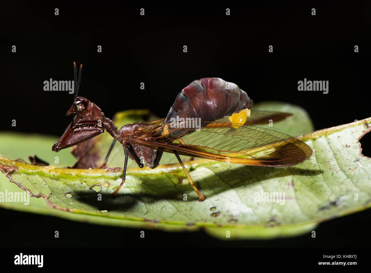 Mantis fly (Mantispoidea sp.), Andasibe National Park, Madagascar Stock ...
