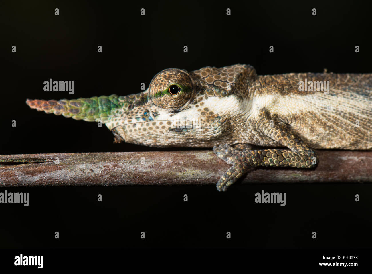 Gallus Chameleon (Calumma gallus), male, Andasibe National Park ...