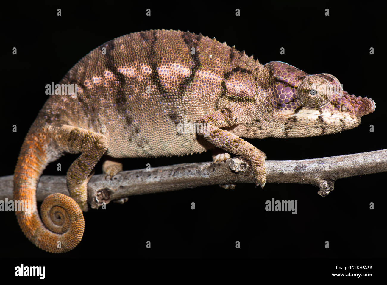 Rhinoceros chameleon furcifer rhinoceratus madagascar hi-res stock ...
