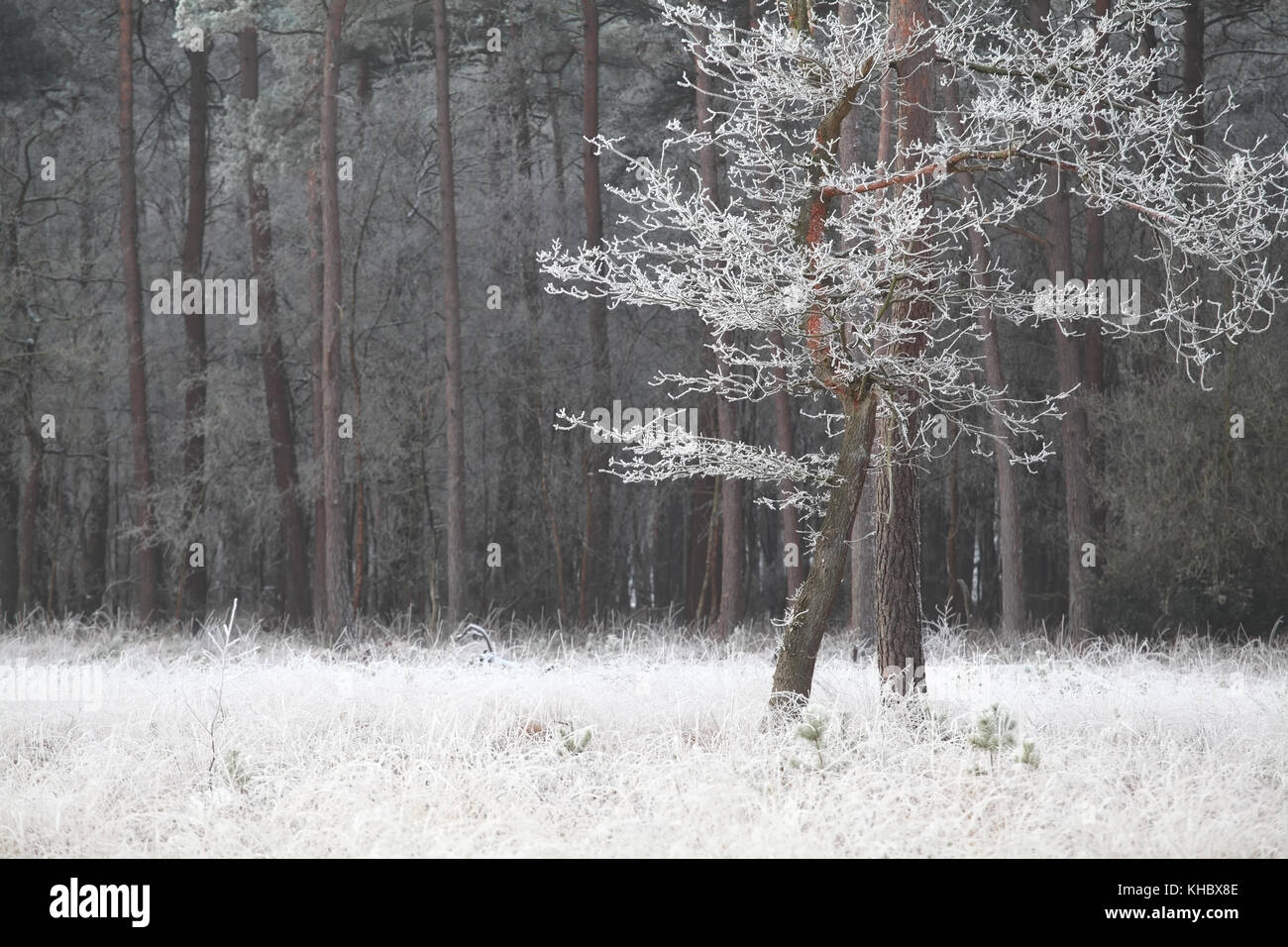 trees in winter frost in forest Stock Photo - Alamy
