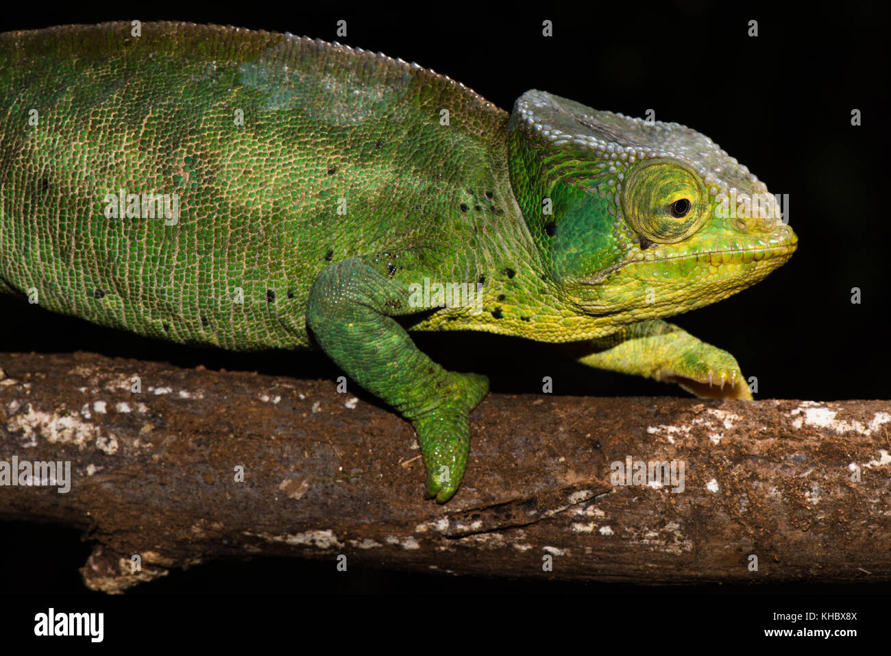 Female chameleon (Calumma ambreense), Amber Mountain National Park ...