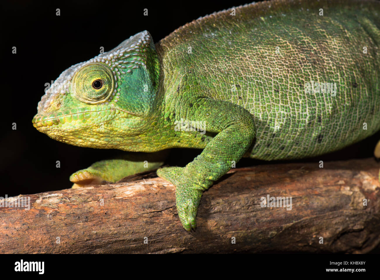 Female chameleon (Calumma ambreense), Amber Mountain National Park ...