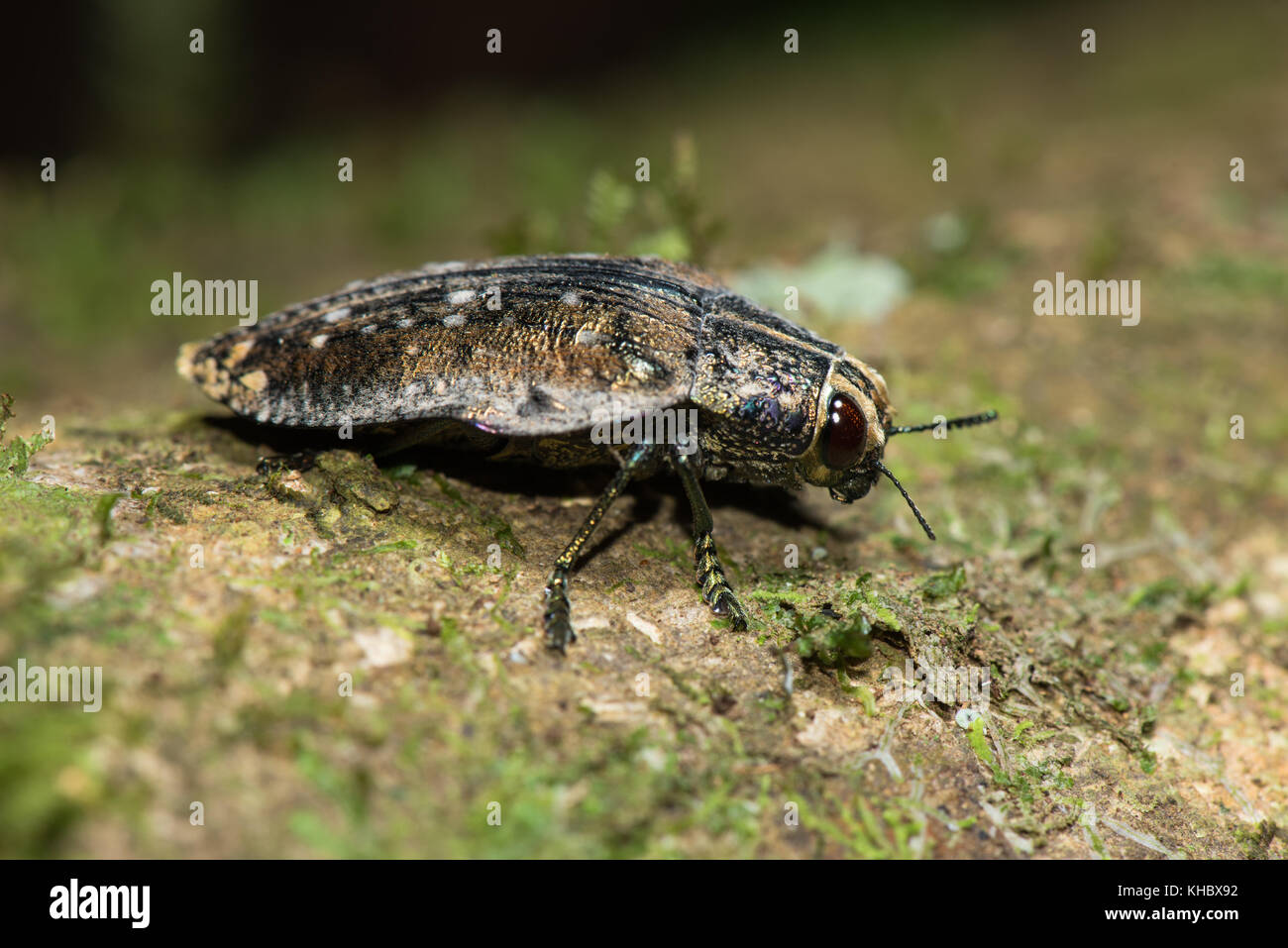 Jewel beetle (Polybothris sp.), Montagne d' Ambre National Park ...