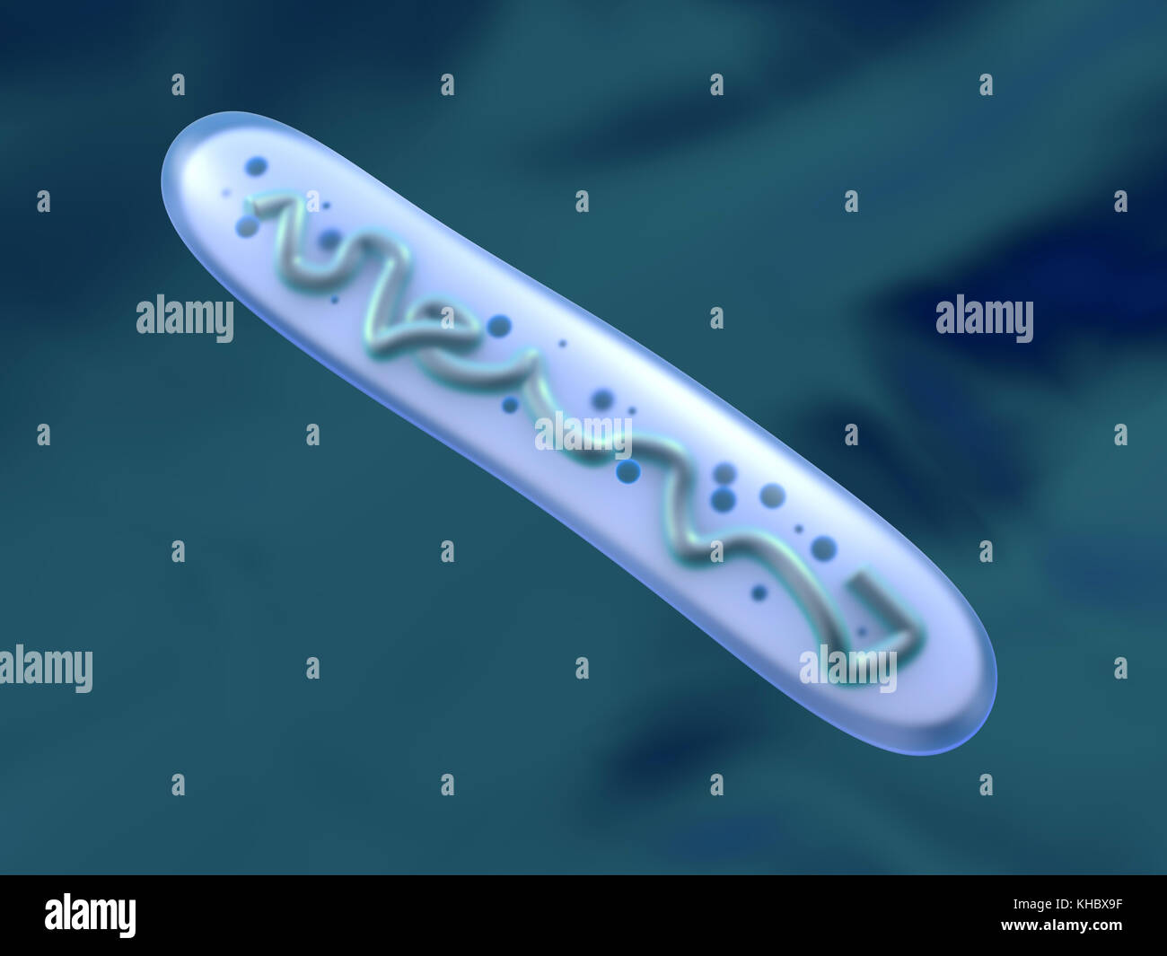 Lactobacillus bacteria hi-res stock photography and images - Alamy