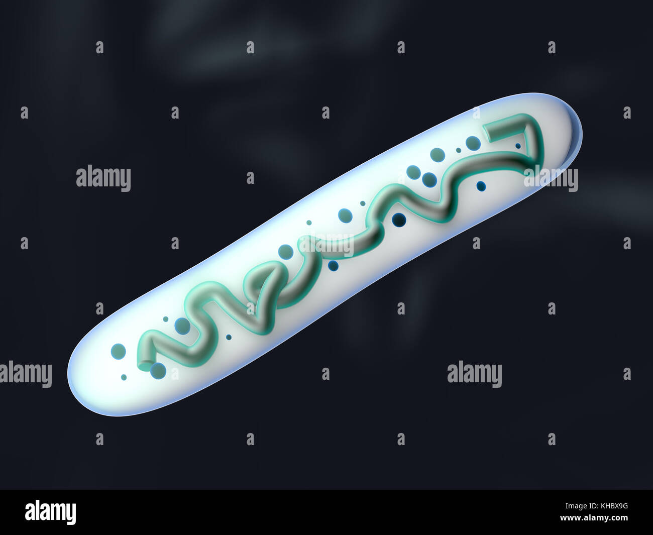 3D Illustration of a Lactobacillus Bacteria Stock Photo - Alamy