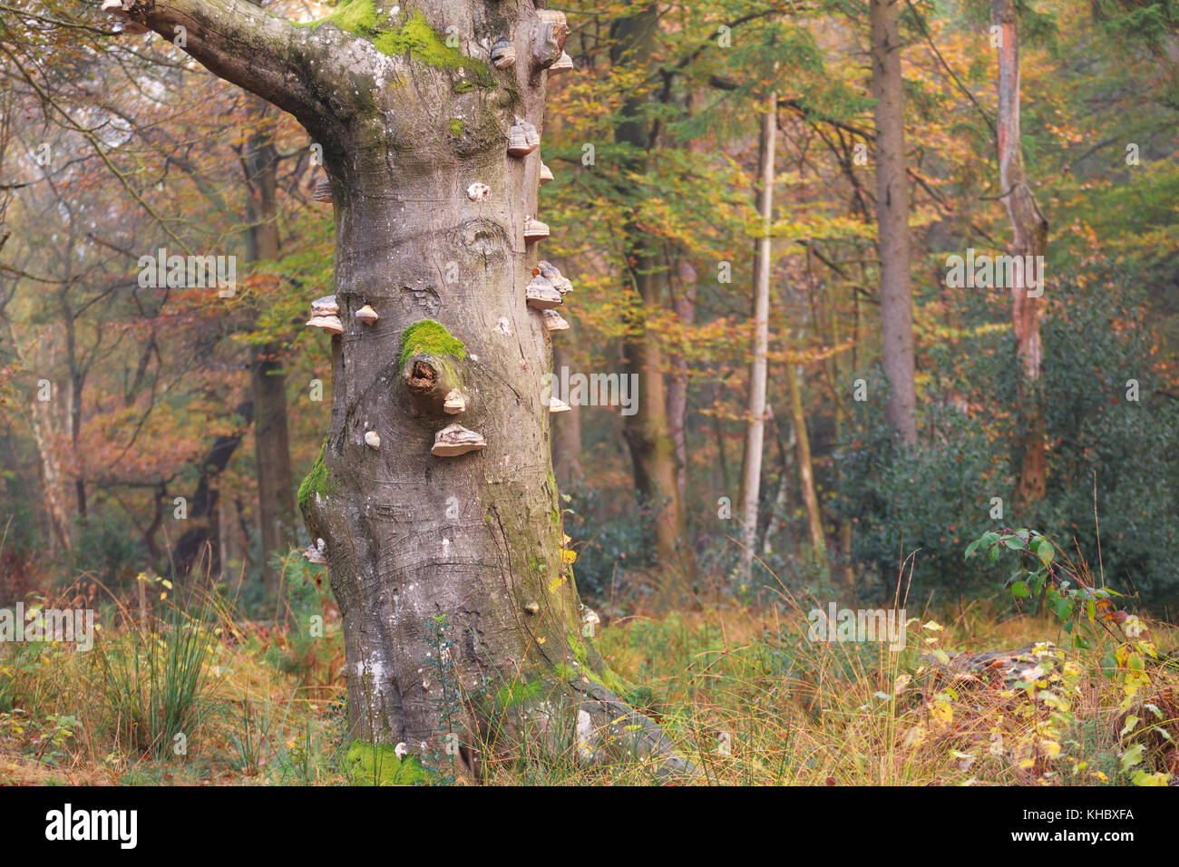 old dry tree in autumn forest Stock Photo - Alamy