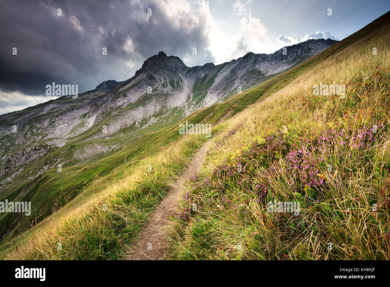 heather flowers by trekking path in mountains Stock Photo - Alamy