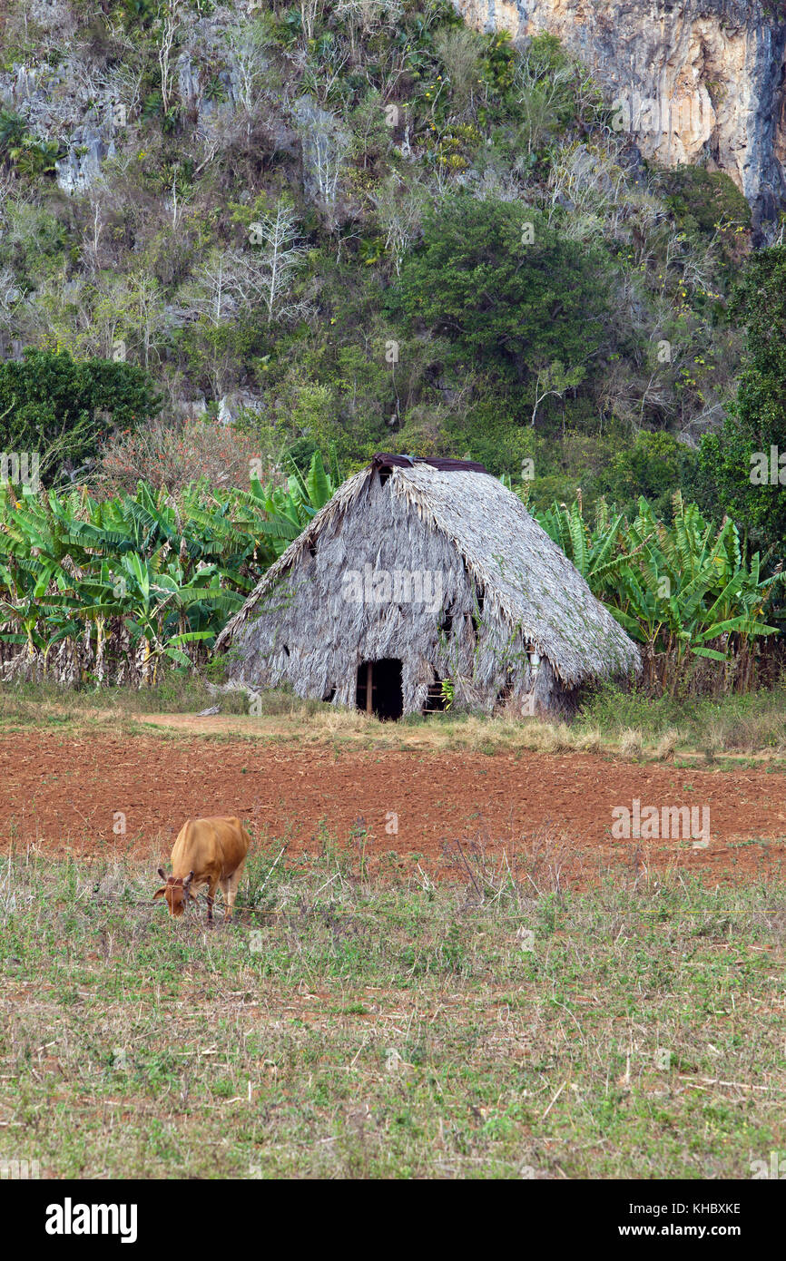 Hut in the field. Cuba. Vinales Valley Stock Photo - Alamy