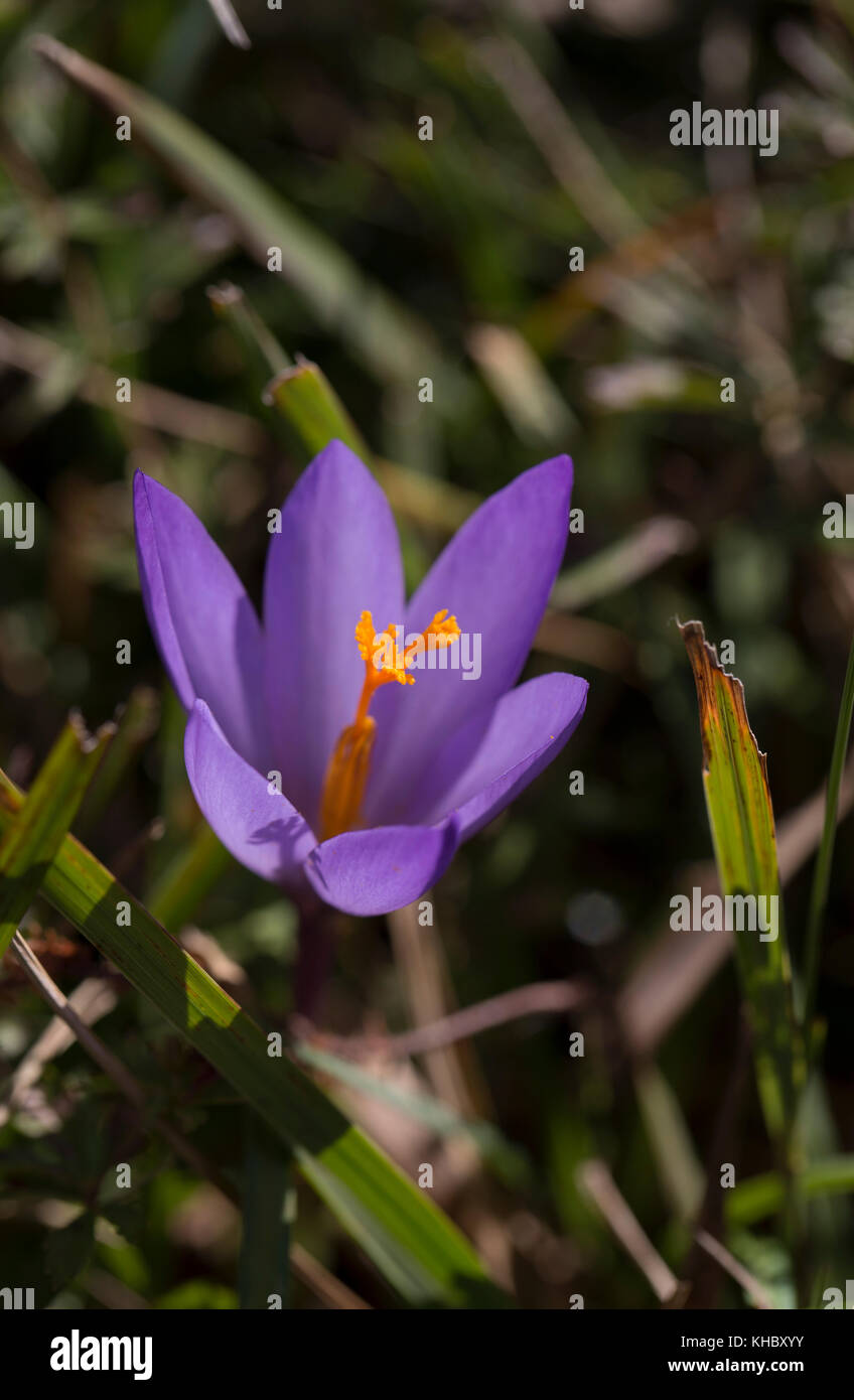 Macro image of crocus hi-res stock photography and images - Alamy