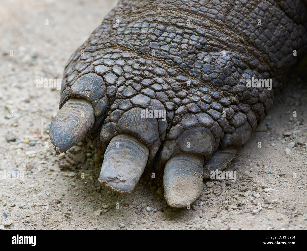 Closeup image of the foot of the Aldabra giant tortoise Stock Photo - Alamy