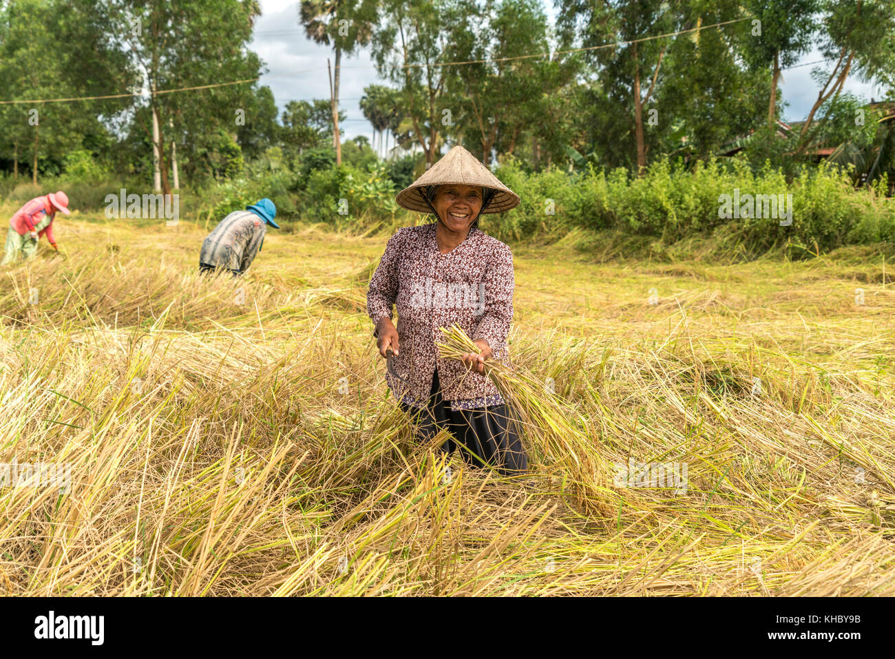 Women harvesting rice in the fields, Kampot, Cambodia Stock Photo - Alamy