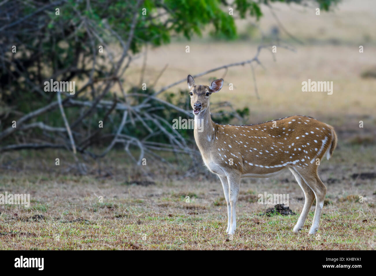 Chital - Axis axis, Sri Lanka Stock Photo - Alamy