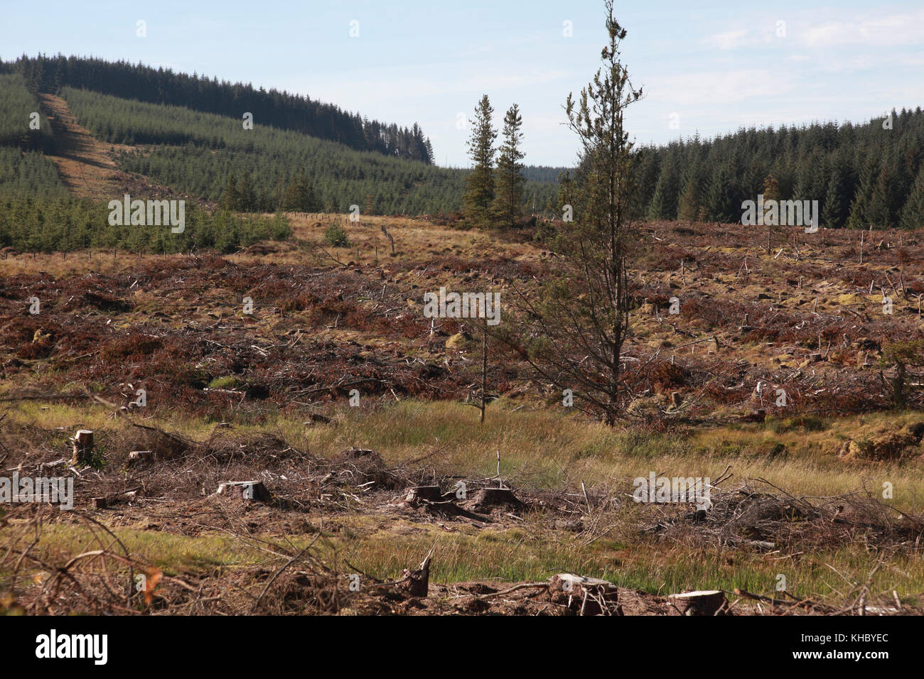 Commercial felling and tree planting in the Scottish borders Stock ...