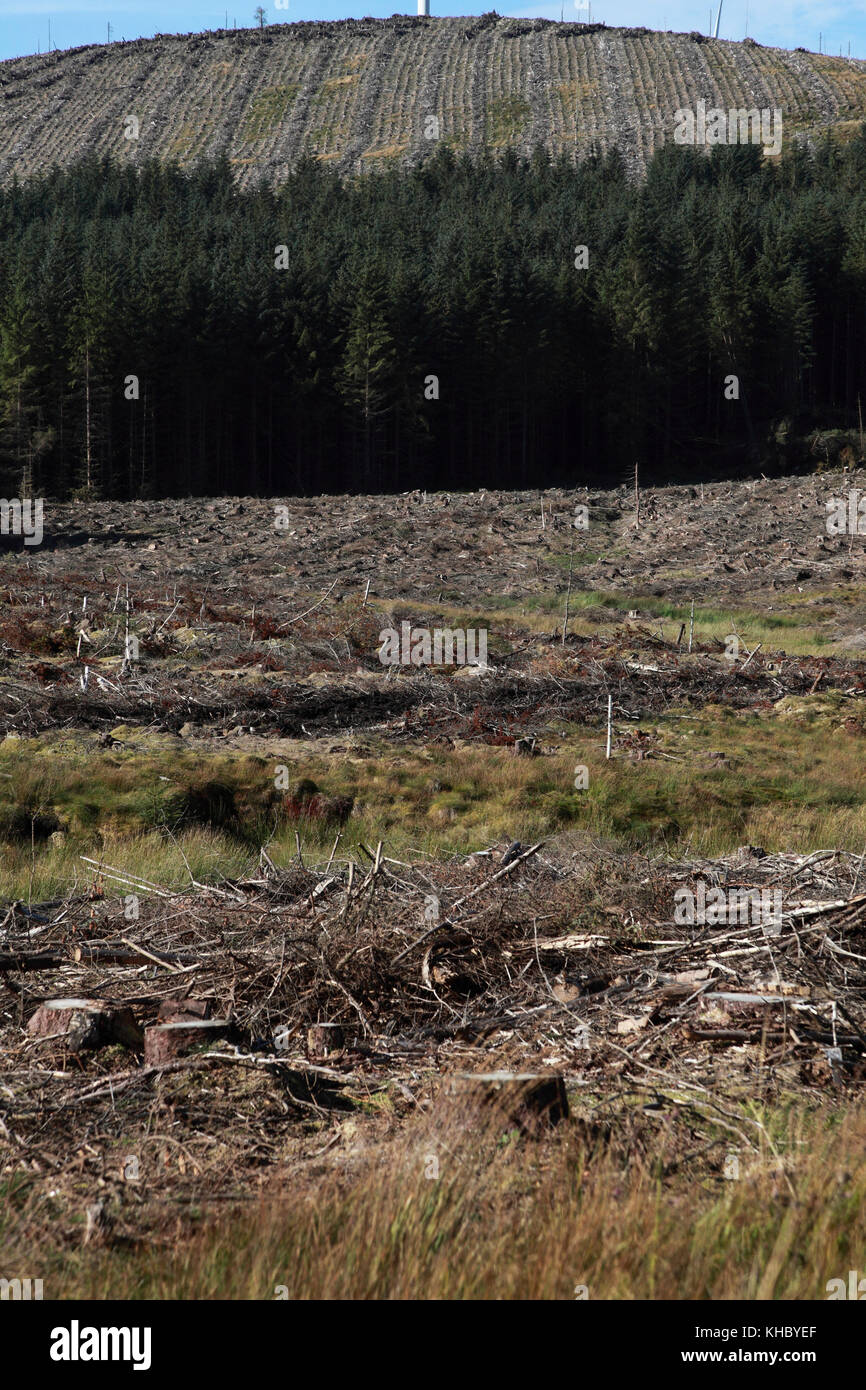 Commercial felling and tree planting in the Scottish borders Stock ...