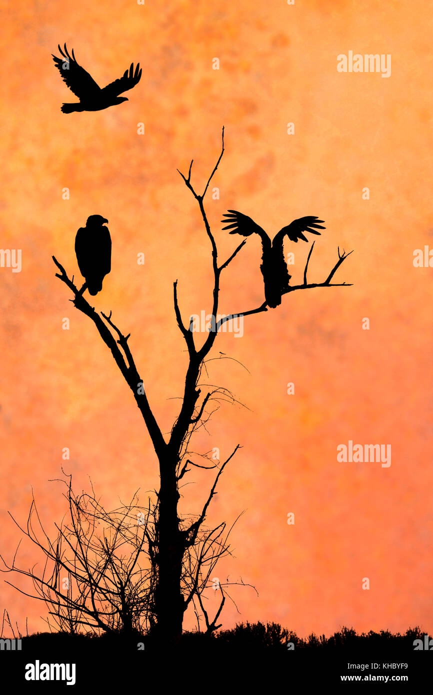 The silhouettes of three eagles in front of an artistic orange evening ...