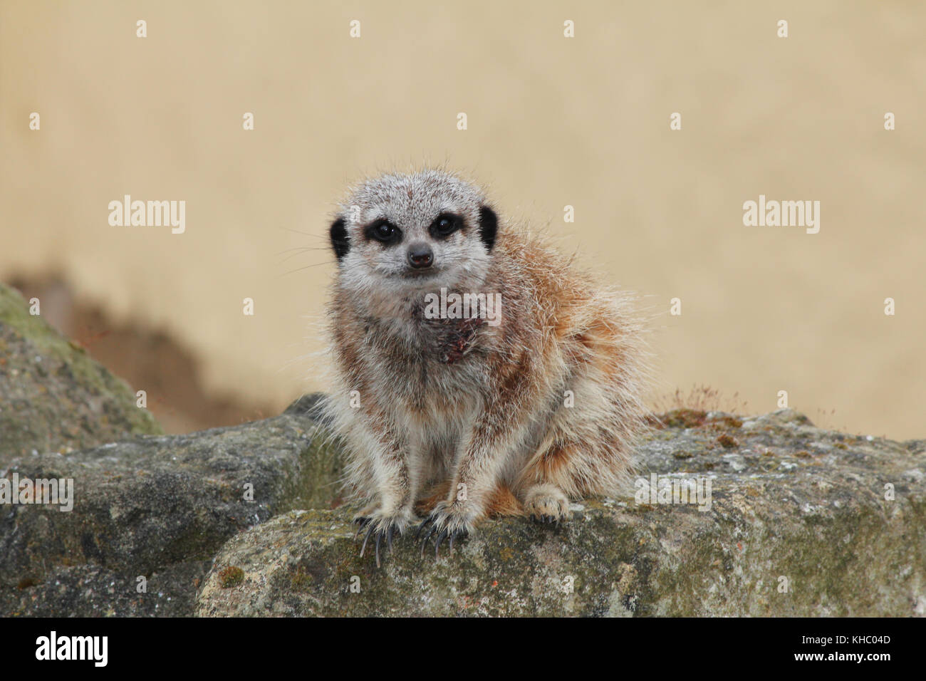Wounded Meercat. Blood. Bleeding. Fight. Zoo. Sad. Shame. Rivalry in ...