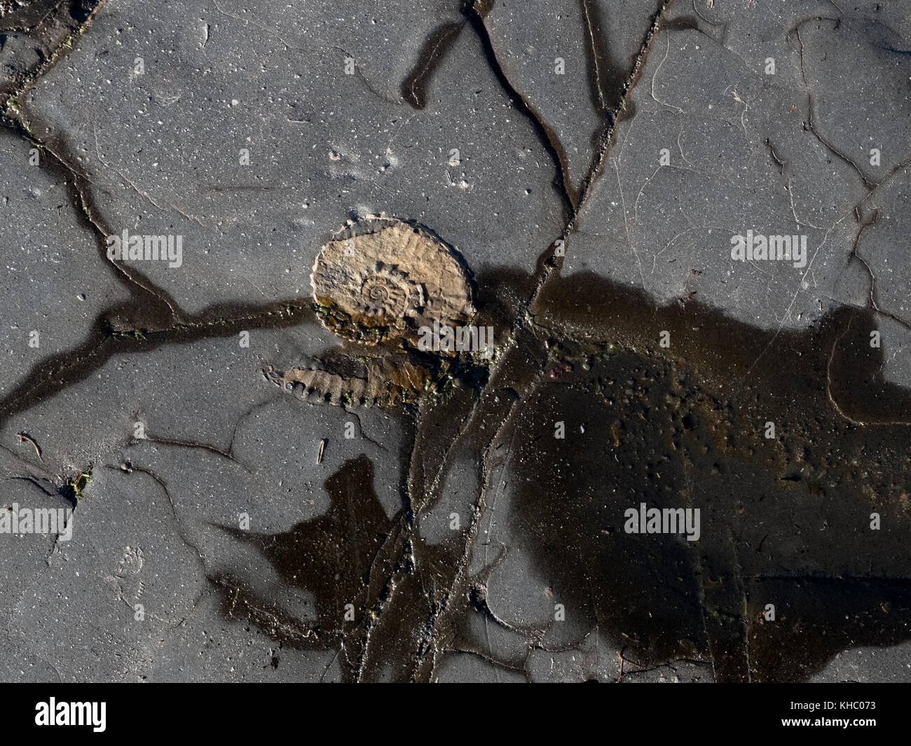 Jurassic coast ammonite hi-res stock photography and images - Alamy