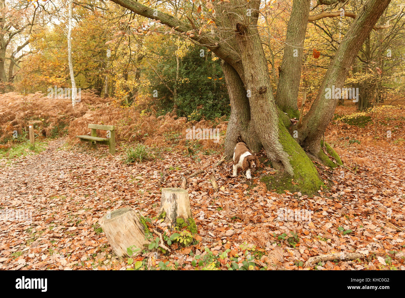 Springer spaniel in the woods hi-res stock photography and images - Alamy
