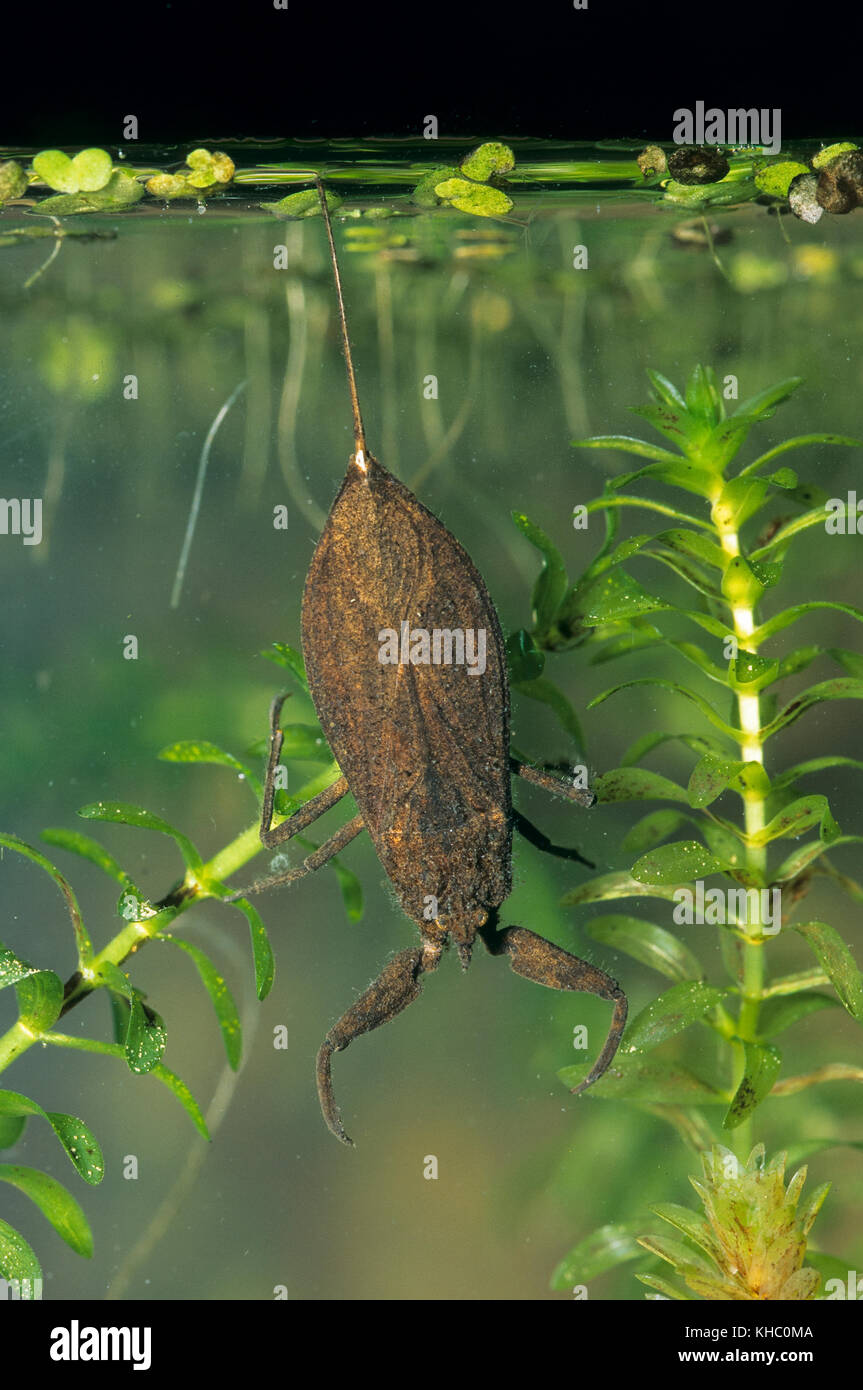 Wasserskorpion, Wasser-Skorpion, Nepa cinerea, Nepa rubra, water ...