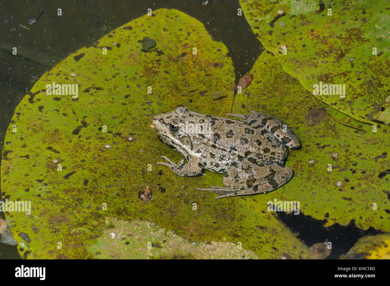 Pool Frog (Pelophylax lessonae), on Lily pad Stock Photo - Alamy