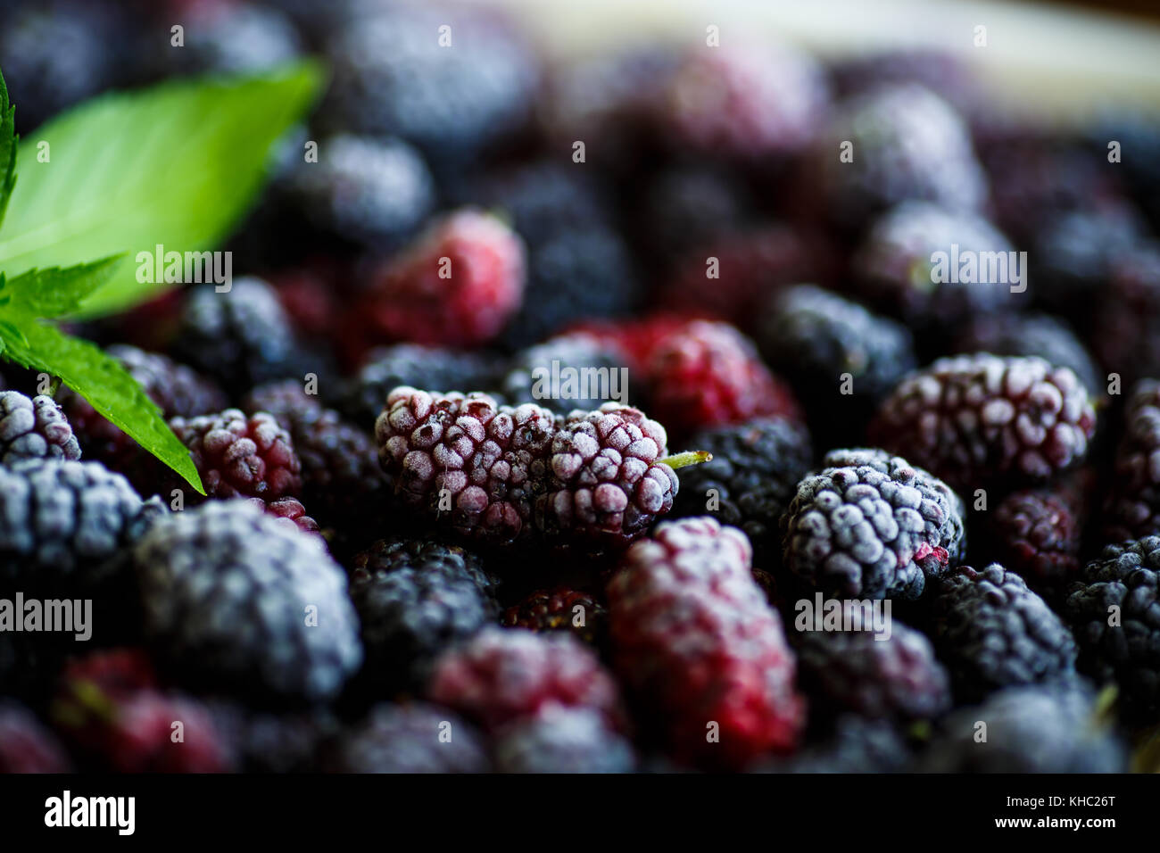 A lot of ripe frozen mulberry on a tray Stock Photo - Alamy