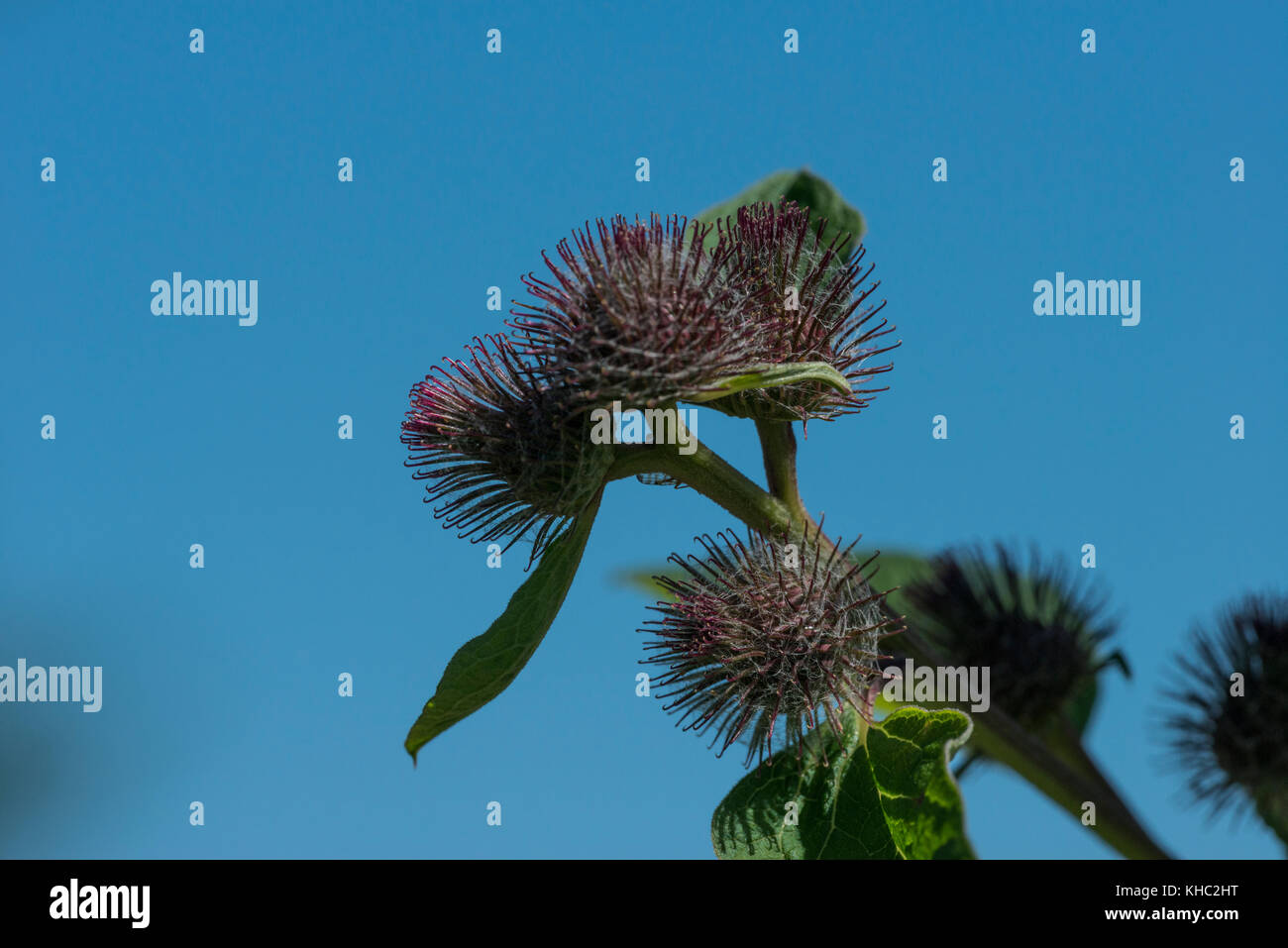 Lesser burdock (Arctium minus), fruiting head Stock Photo - Alamy
