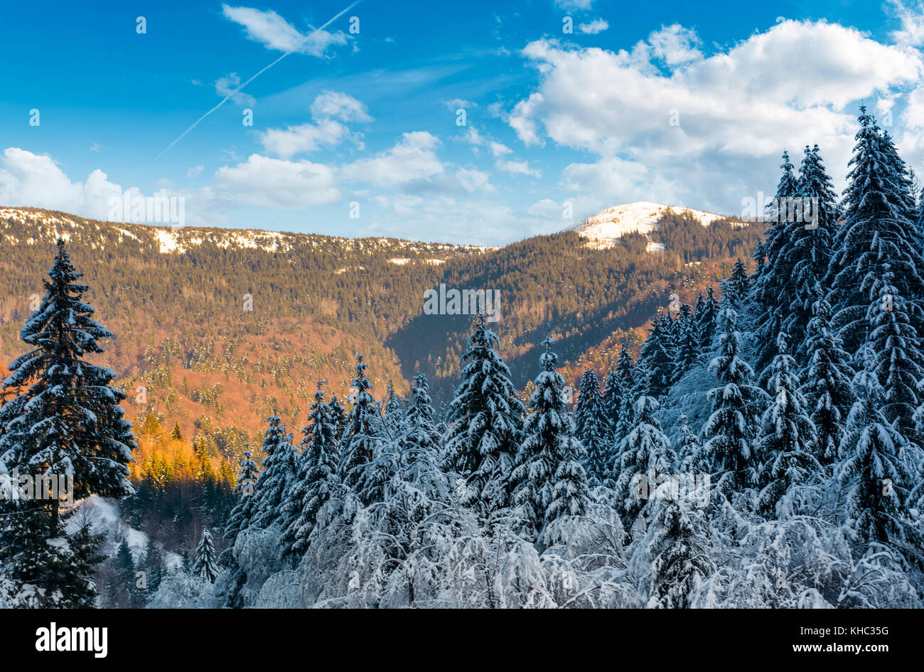 Conifer forest ground hi-res stock photography and images - Alamy